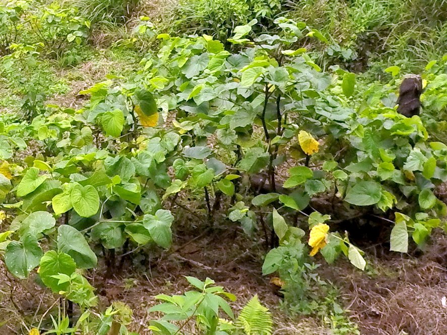 Side effects and benefits of the Kava Plant Side effects and benefits of the Kava Plant
